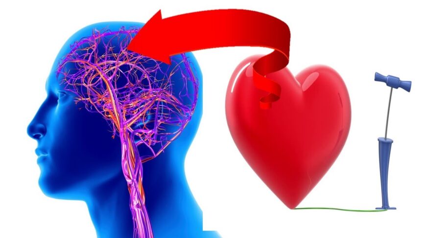 11 Amazing Natural Ways To Boost Blood Circulation To The Brain & Heart