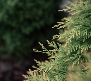 12 Incredible Medicinal Trees and Their Uses To Super-Boost Your Health