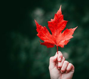 12 Incredible Medicinal Trees and Their Uses To Super-Boost Your Health