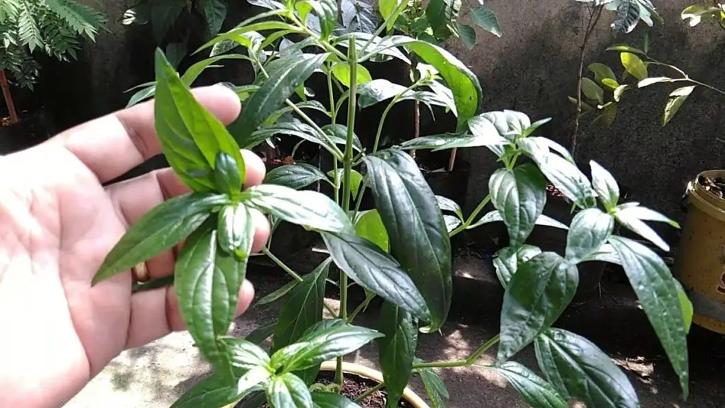 8 Incredible Health Benefits of Indian Snakeroot (Serpentina) & Side ...