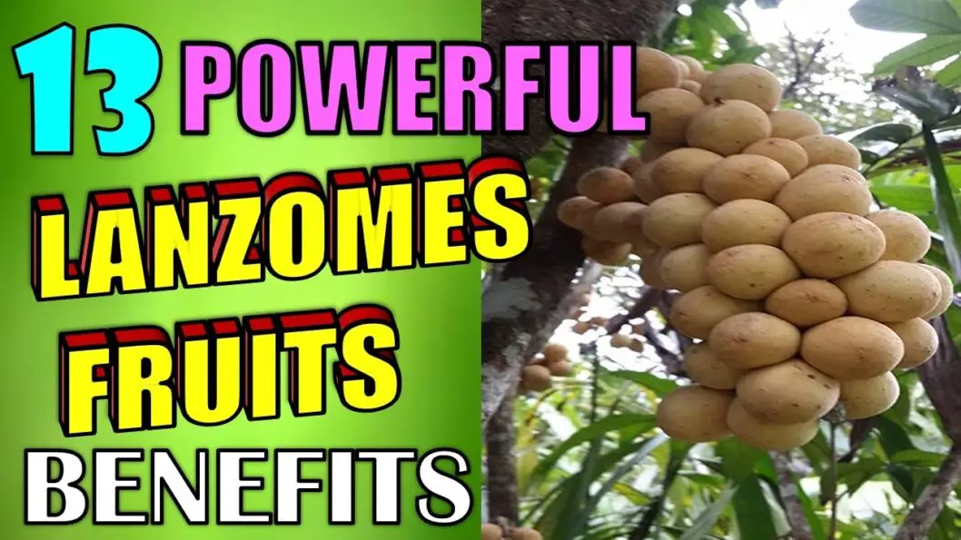 13 Powerful Health Benefits of LANZONES FRUITS That You Should Know