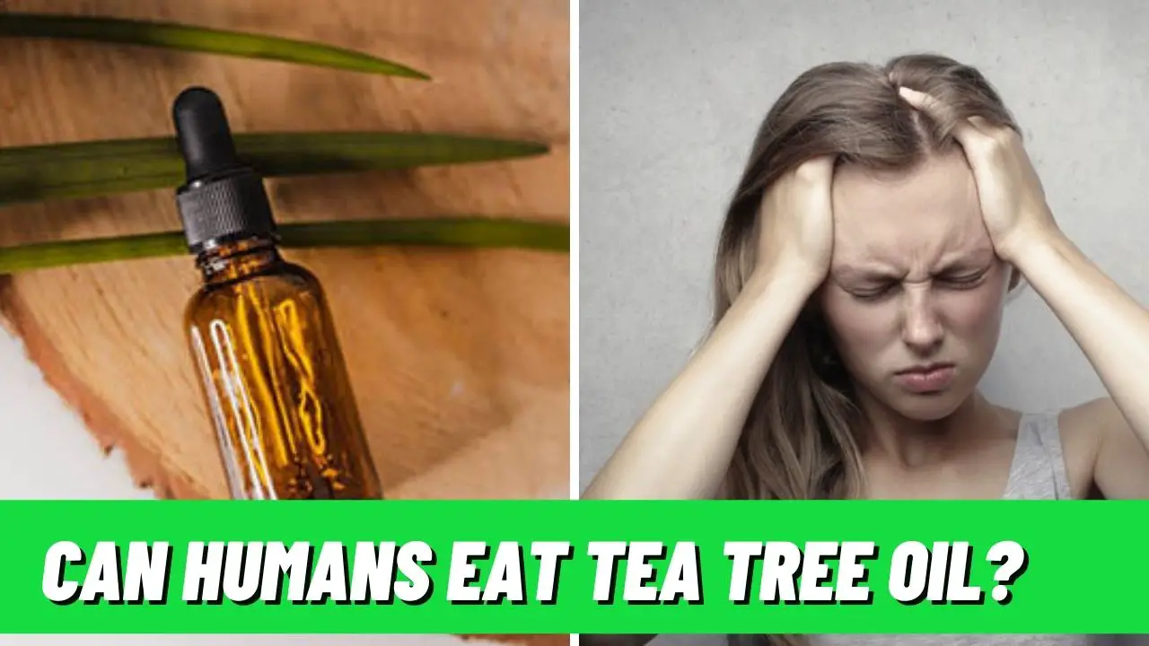 Can Humans Eat Tea Tree Oil?