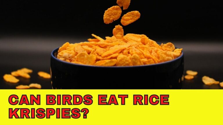Can Birds Eat Rice Krispies?